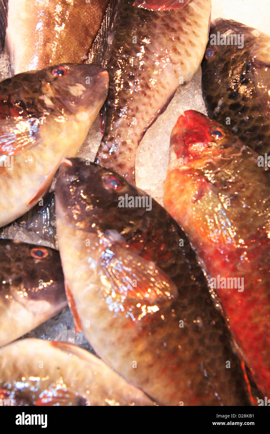 Canarian fish hi-res stock photography and images - Alamy