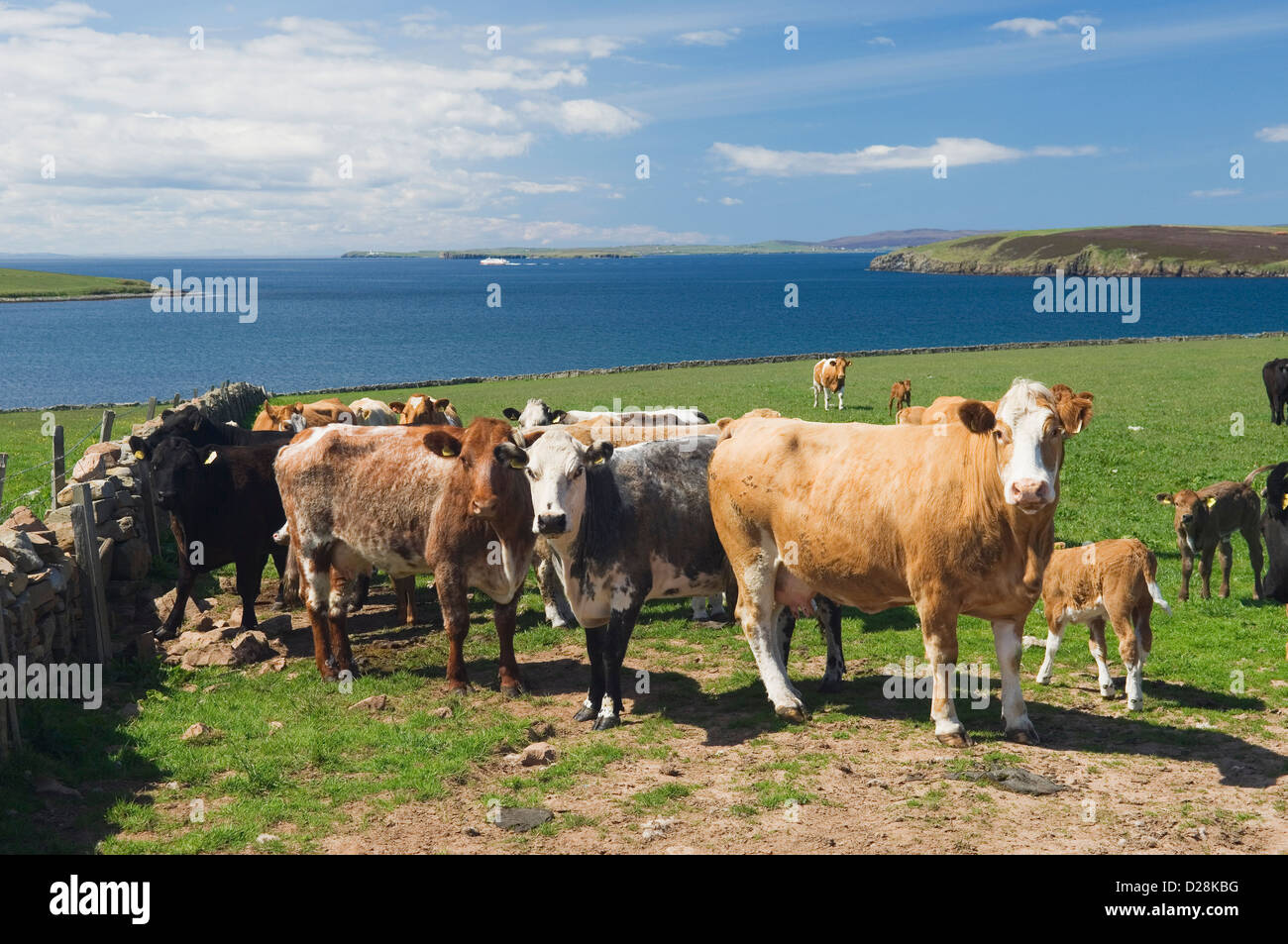 Orkney cattle hi-res stock photography and images - Alamy