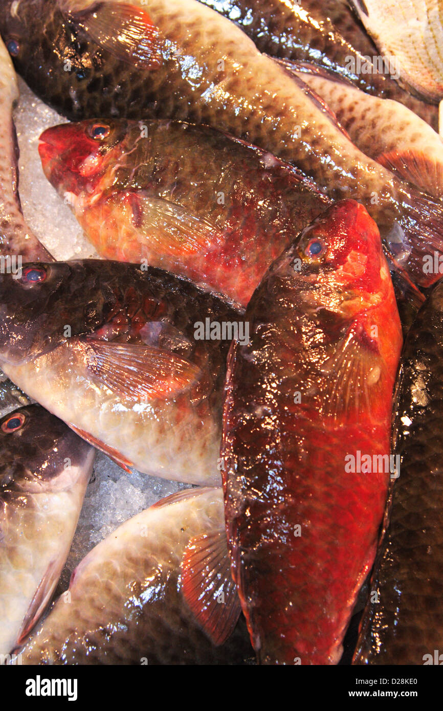 canarian fish called Vieja Stock Photo - Alamy