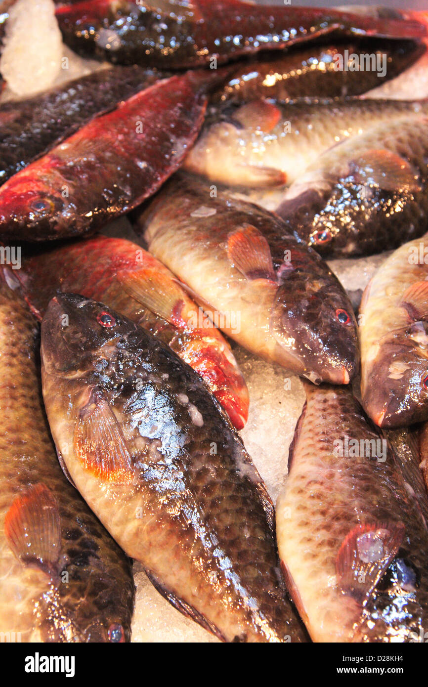 viejas canarian fish Stock Photo - Alamy
