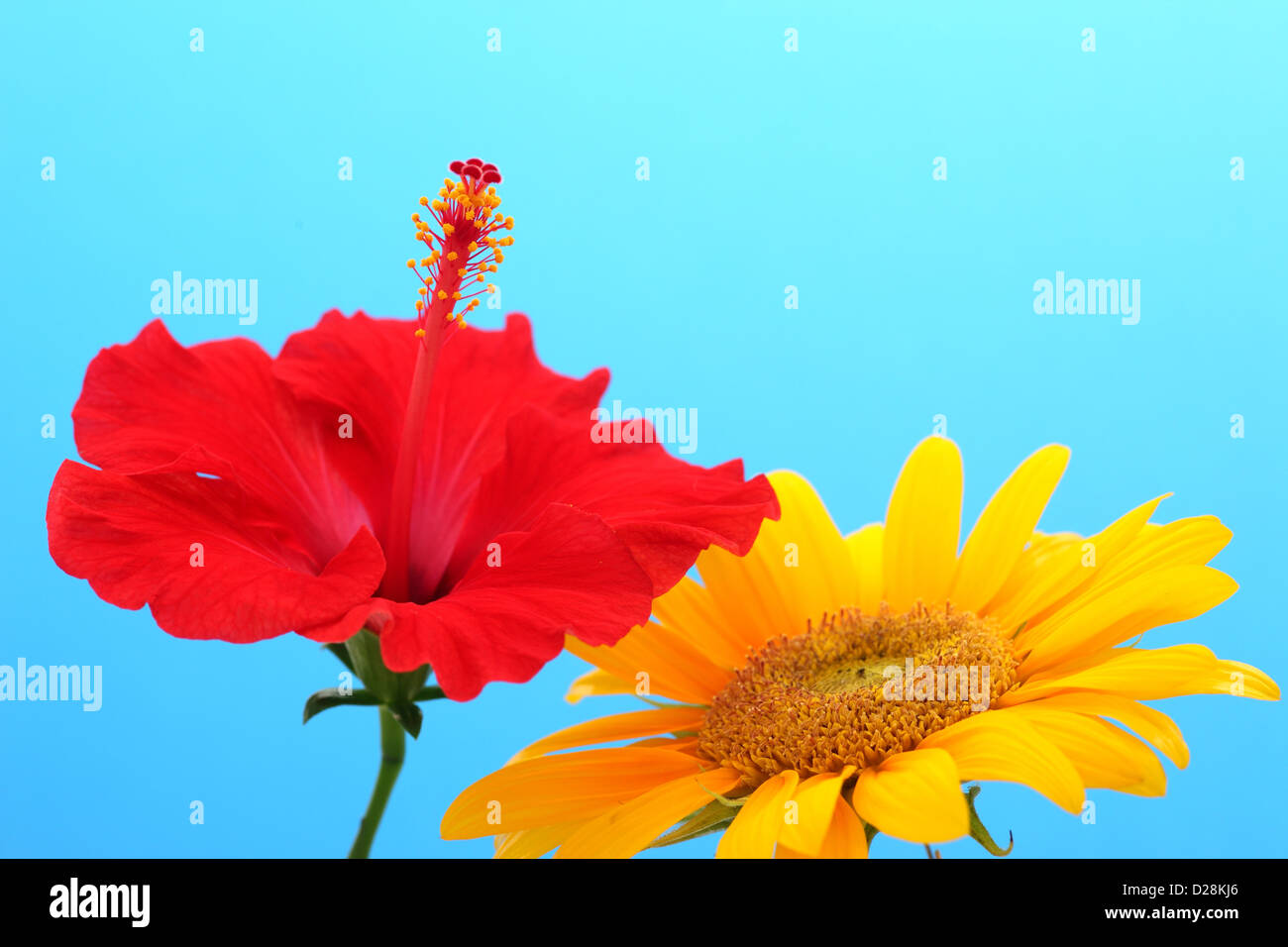 Hibiscus sunflower hi-res stock photography and images - Alamy Hibiscus sunflower hi-res stock photography and images - Alamy