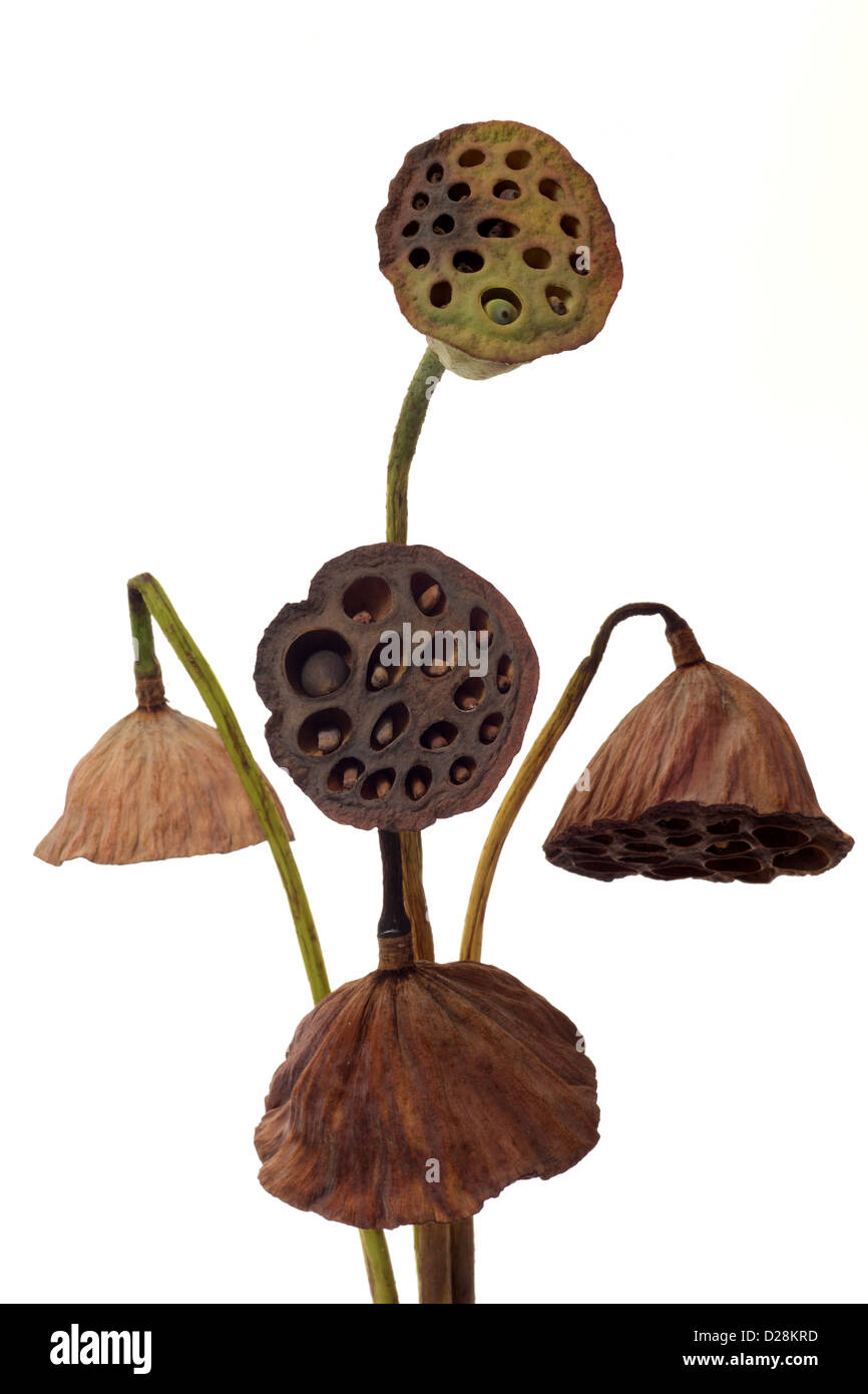 Indian lotus root hi-res stock photography and images - Alamy