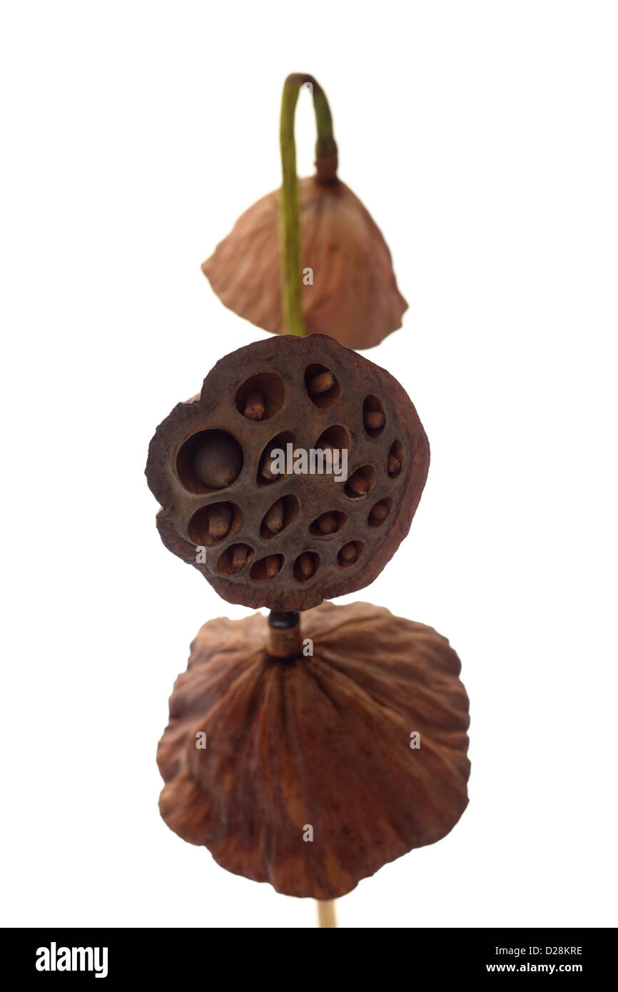 Indian lotus root hi-res stock photography and images - Alamy