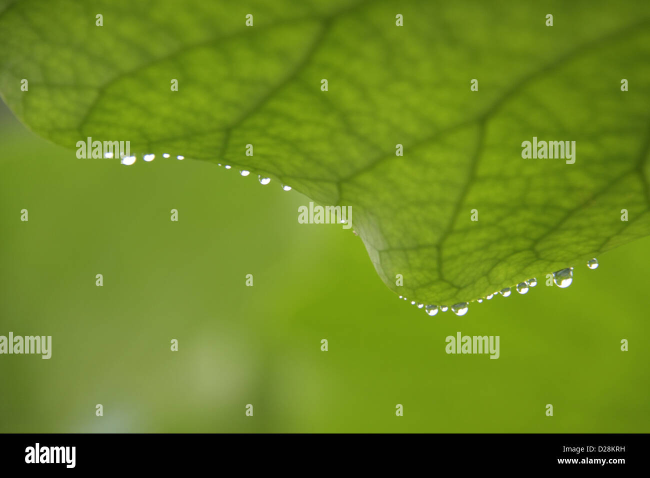 Lotus leaf hi-res stock photography and images - Alamy