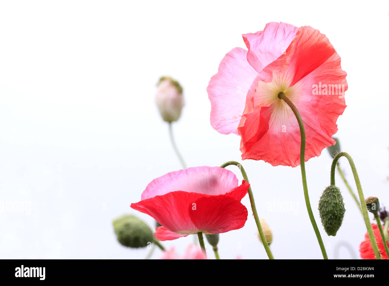 Poppy flower japan tokyo hi-res stock photography and images - Alamy