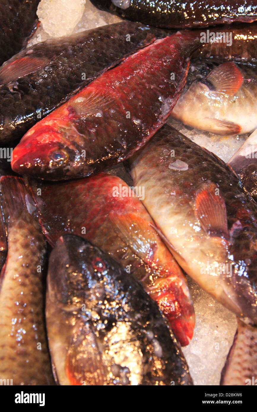 viejas canarian fish Stock Photo - Alamy