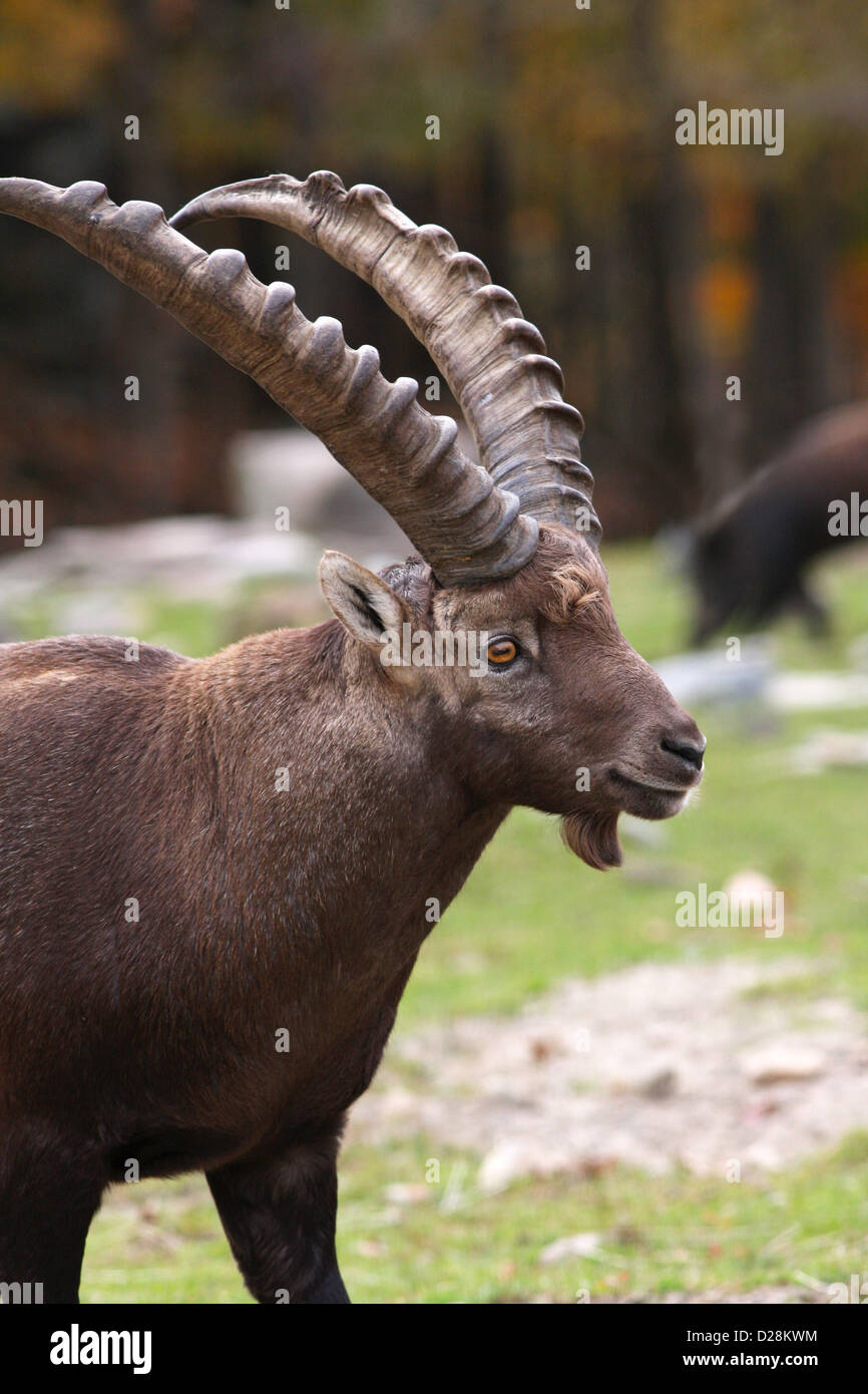 Alpine ibex male hi-res stock photography and images - Alamy