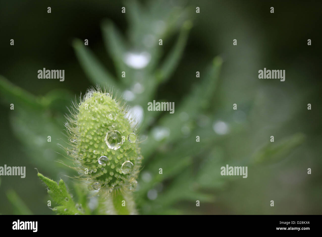 Poppy bud hi-res stock photography and images - Alamy