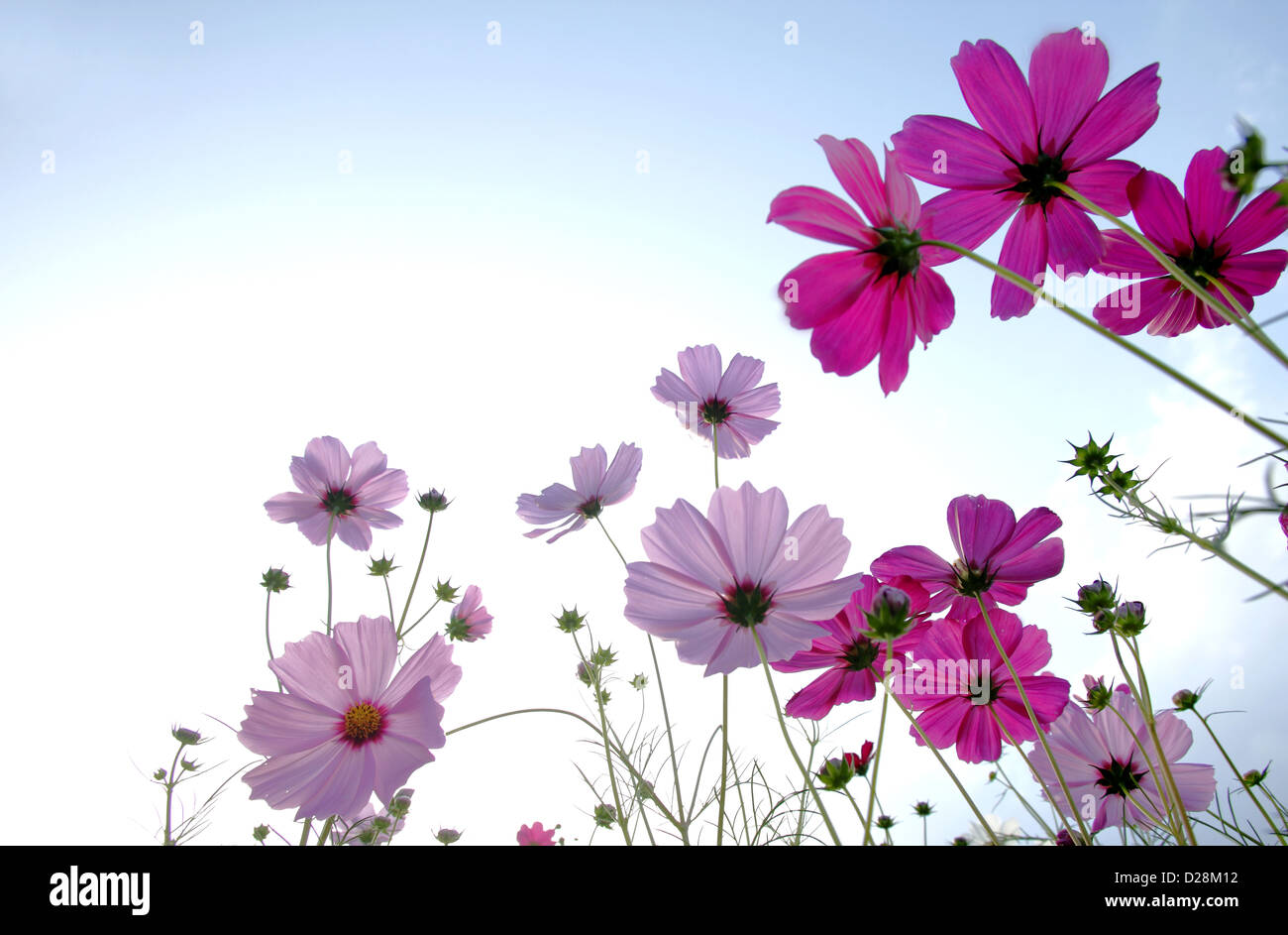 Cosmos flowers and blue sky Stock Photo - Alamy