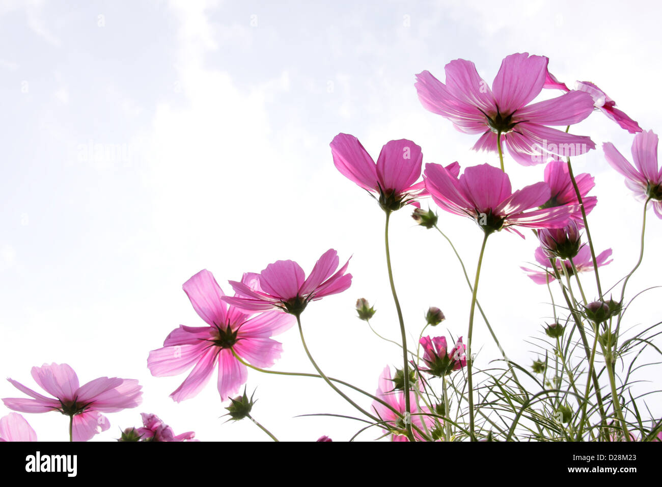 Cosmos flowers japan hi-res stock photography and images - Alamy