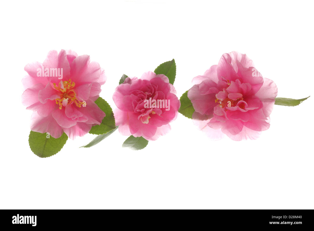 November flowers Cut Out Stock Images & Pictures - Alamy