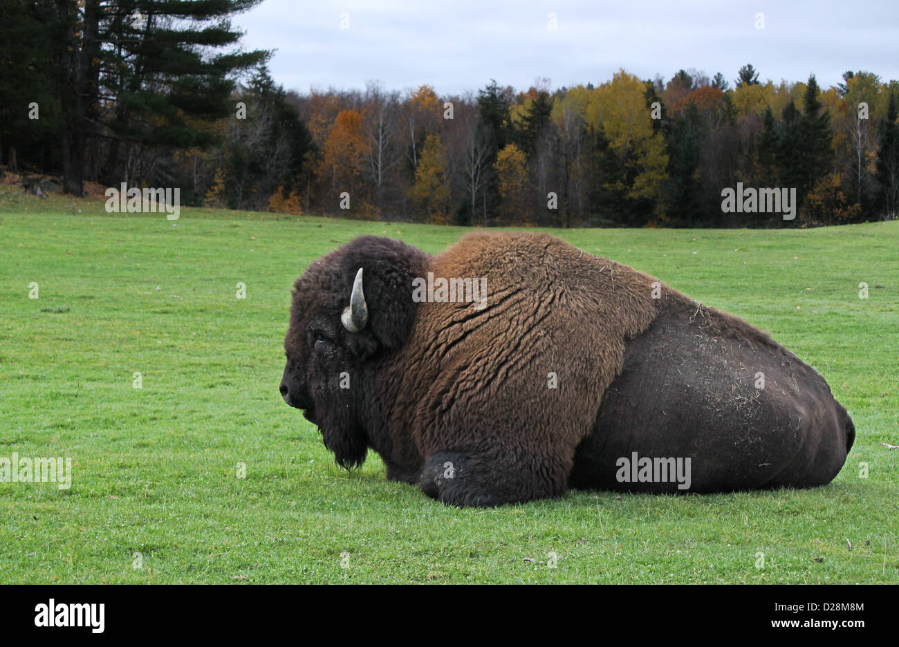 A huge male - American bison (Bison bison) in autumn Stock Photo - Alamy