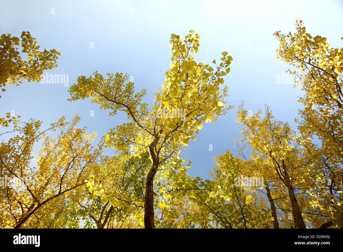 Autumn leaves and blue sky Stock Photo - Alamy
