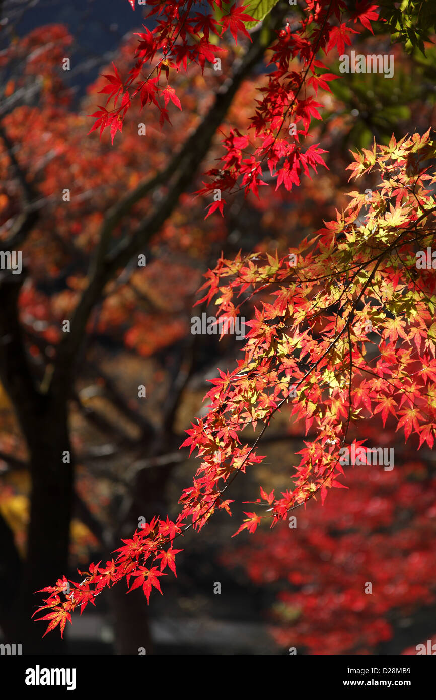 Plant bruise hi-res stock photography and images - Alamy