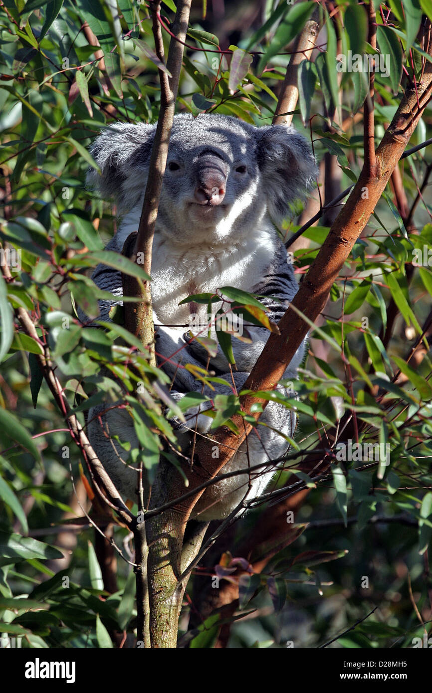 A koala bear sitting in a eucalyptus tree Stock Photo - Alamy