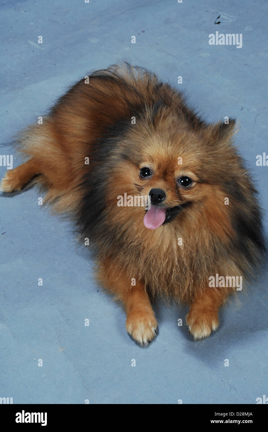 Closeup shot of Dog Stock Photo - Alamy