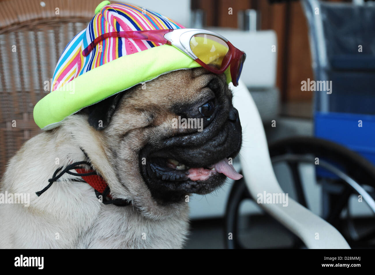 Closeup shot of Dog Stock Photo - Alamy
