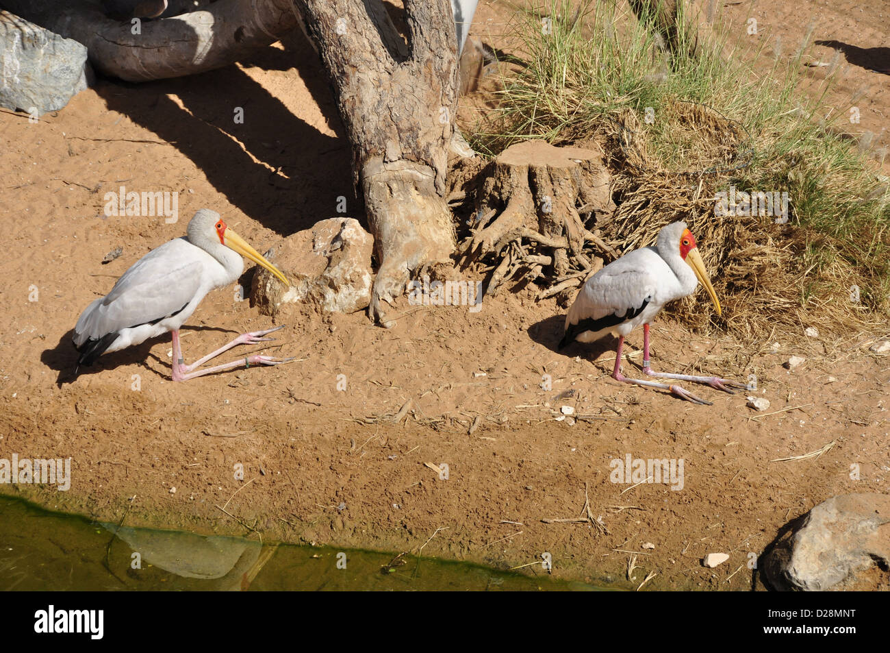 Stork egg hi-res stock photography and images - Alamy