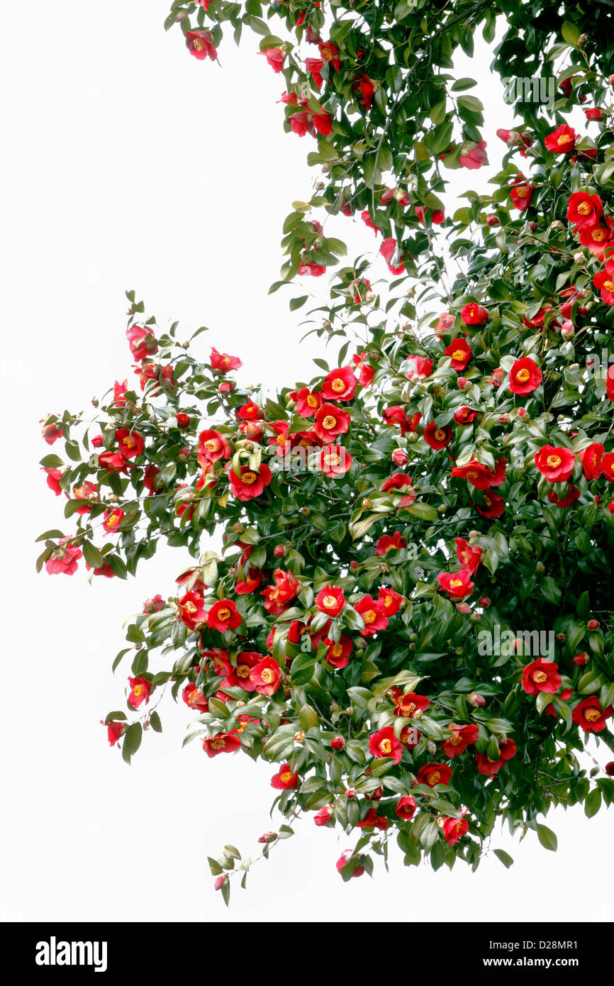 Spring red camellia tree flowers hi-res stock photography and images ...