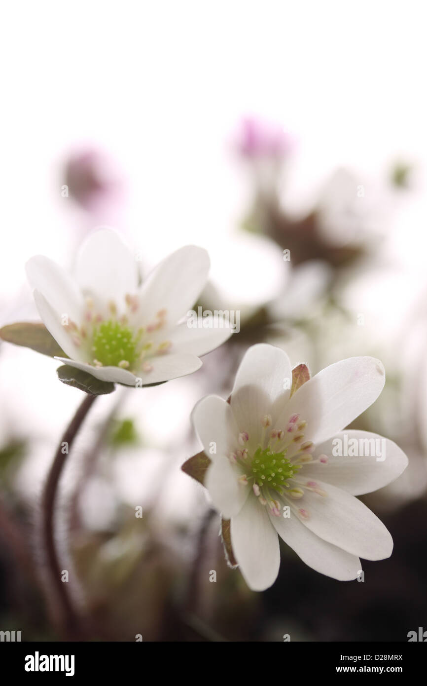 Hepatica flowers hi-res stock photography and images - Alamy