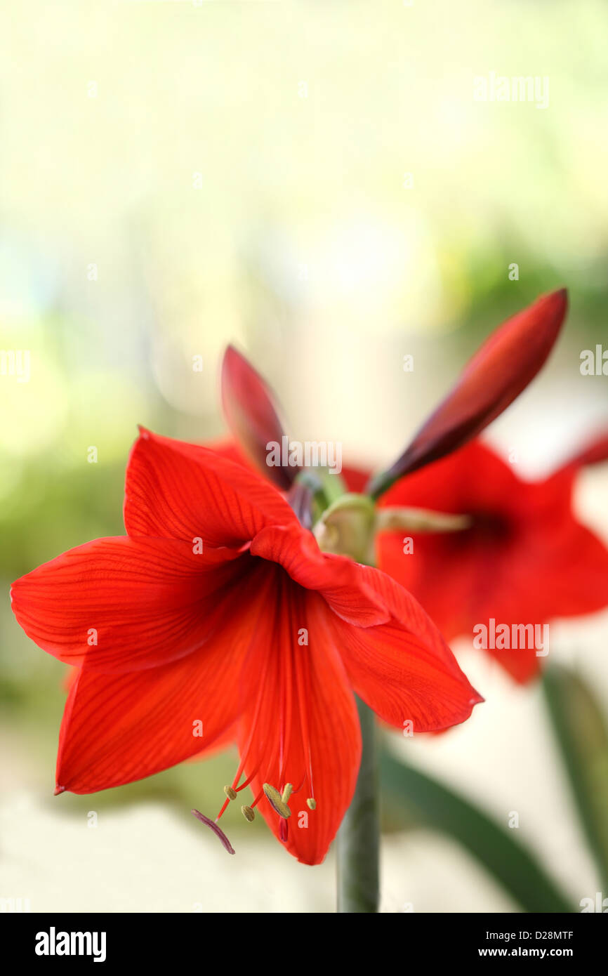 Amaryllis flower hi-res stock photography and images - Alamy