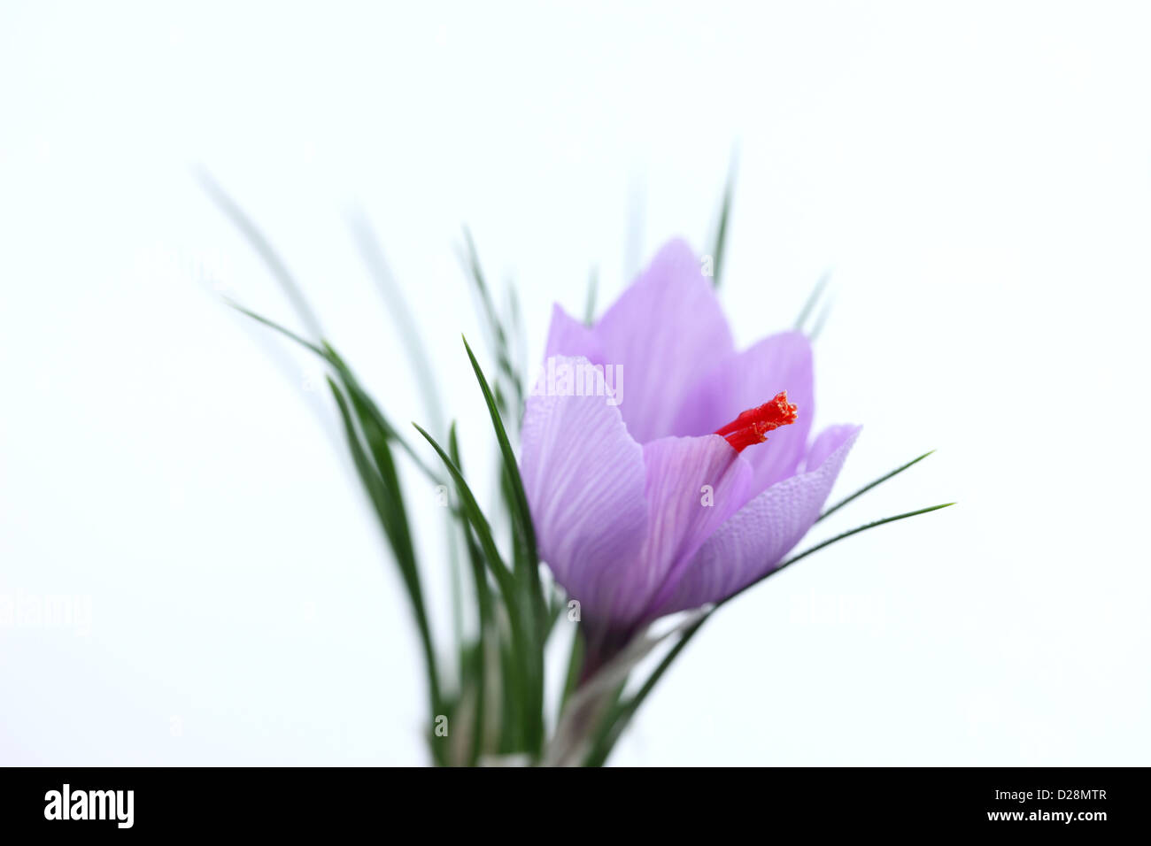 Saffron flower hi-res stock photography and images - Alamy