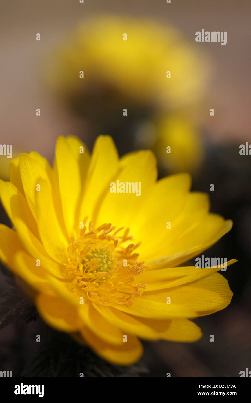 Adonis flower hi-res stock photography and images - Alamy