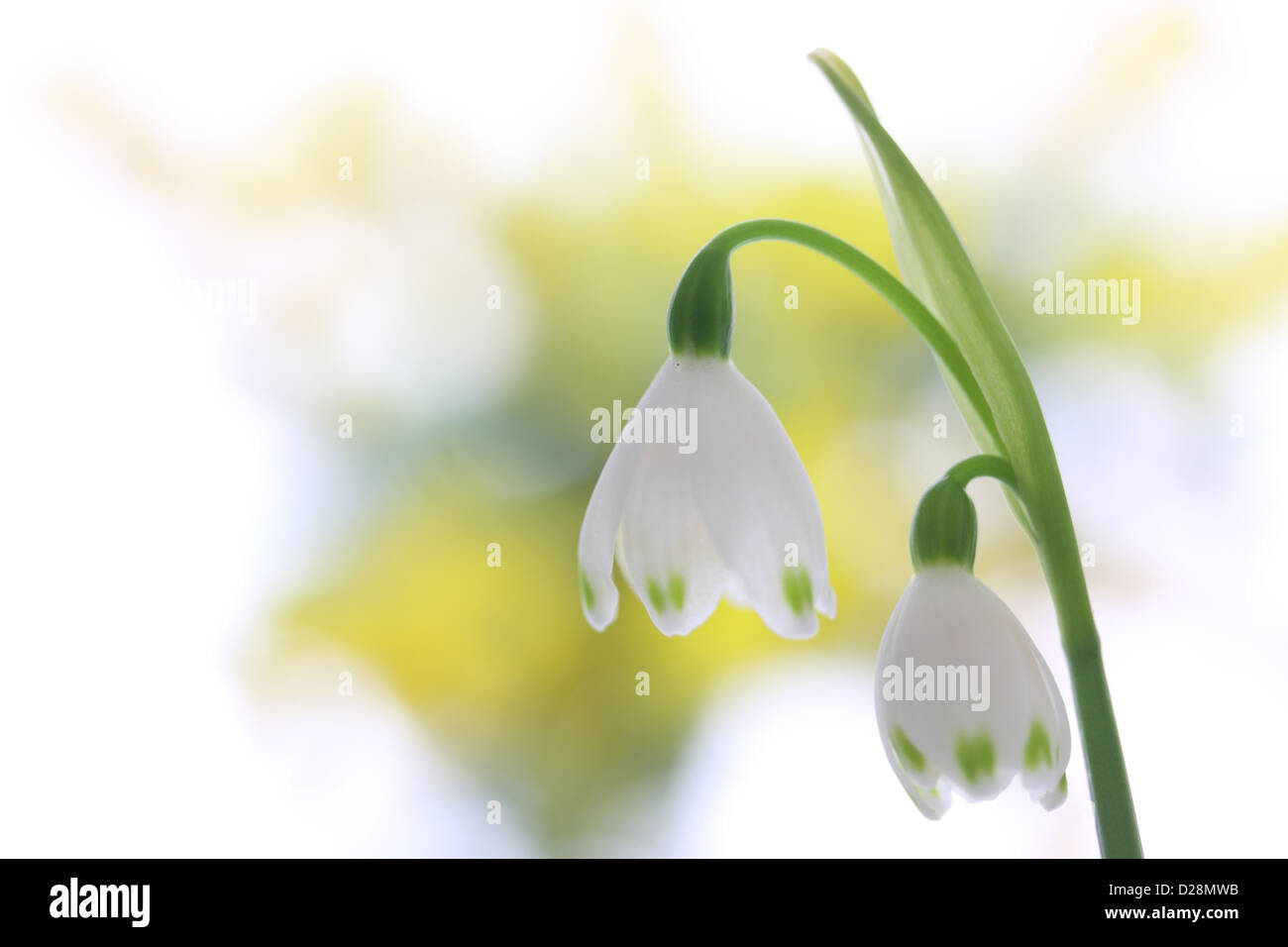 Snowdrop flowers hi-res stock photography and images - Alamy