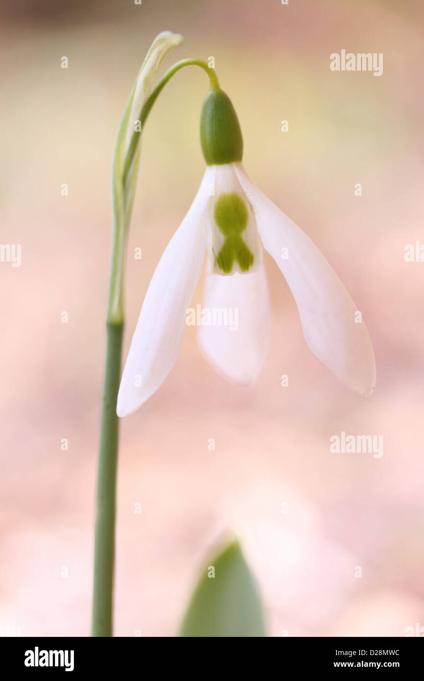 Lovely snowdrop hi-res stock photography and images - Alamy