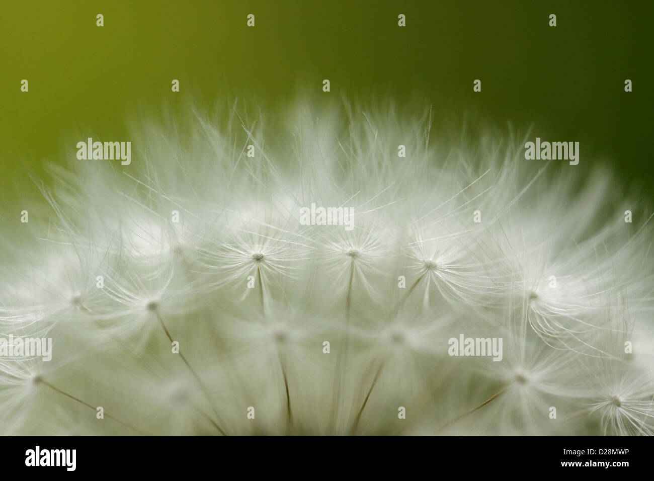 Dandelion Fluff Seed High Resolution Stock Photography and Images - Alamy