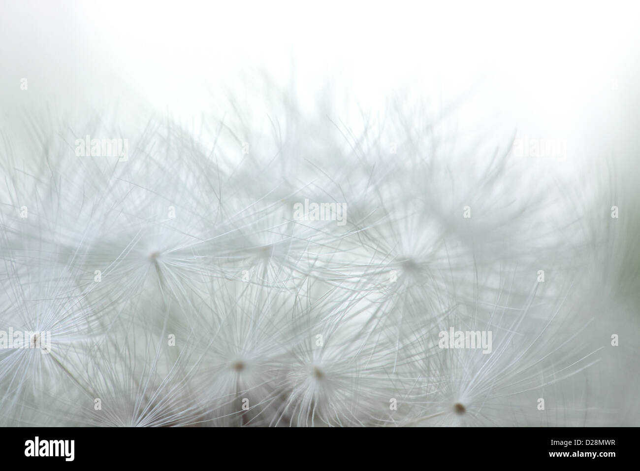 Dandelion fluff hi-res stock photography and images - Alamy