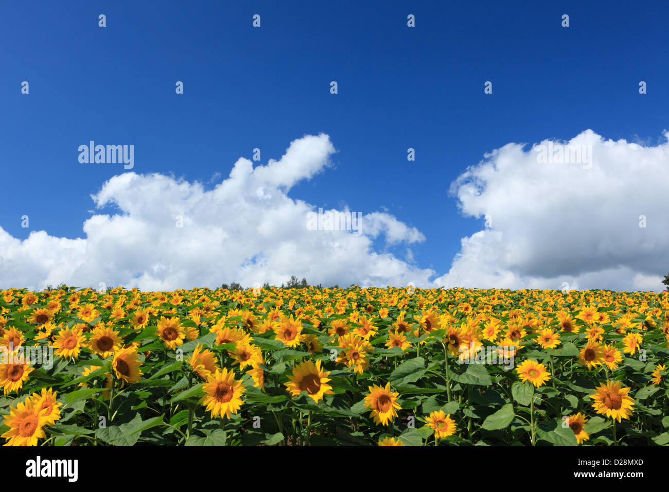 Sunflower field, Hokkaido Stock Photo - Alamy