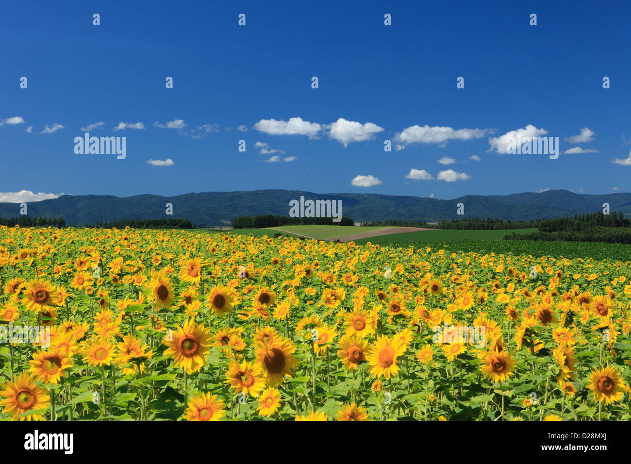 Fall sunflower field hi-res stock photography and images - Alamy