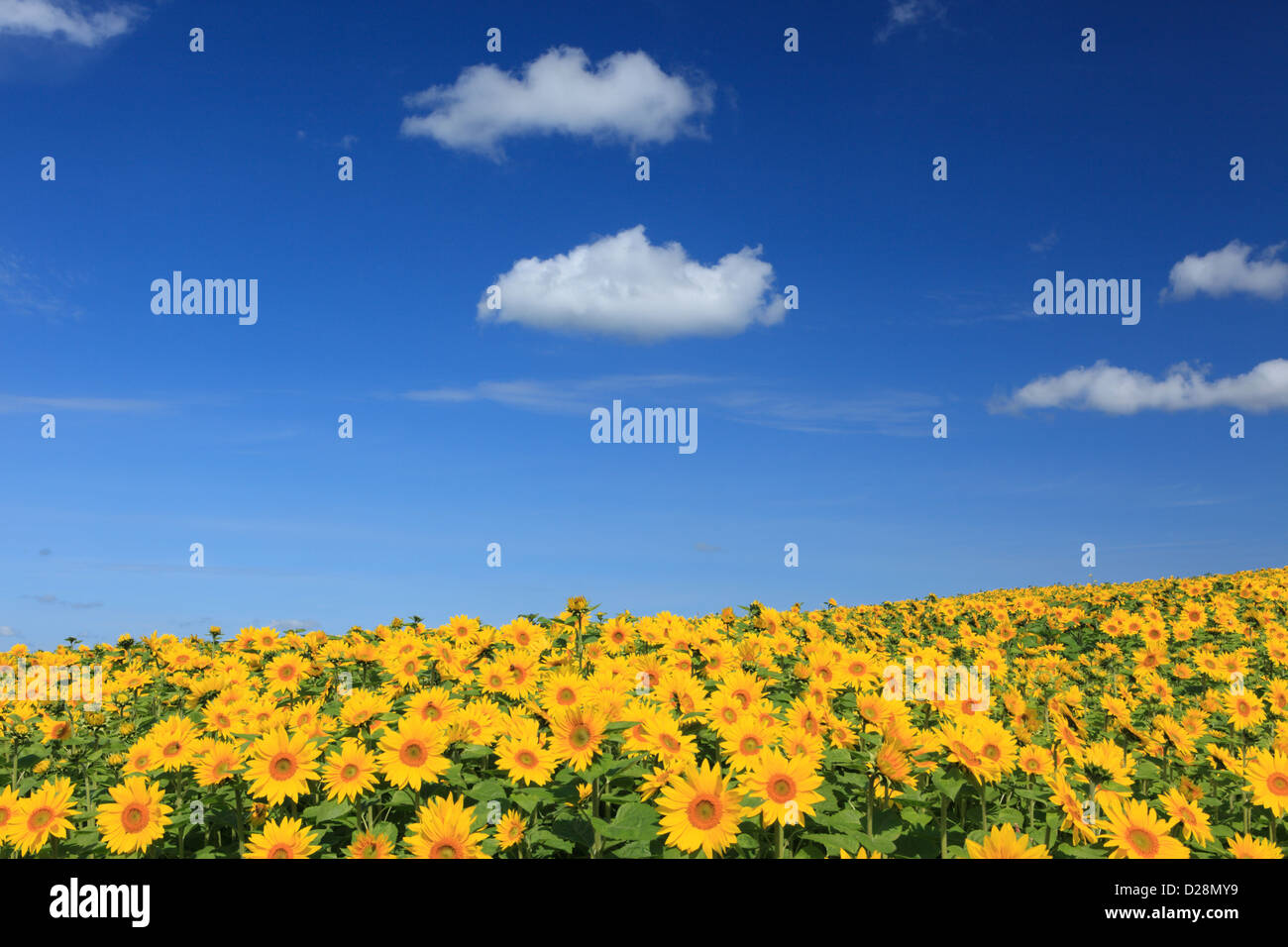 Sunflower field, Hokkaido Stock Photo - Alamy