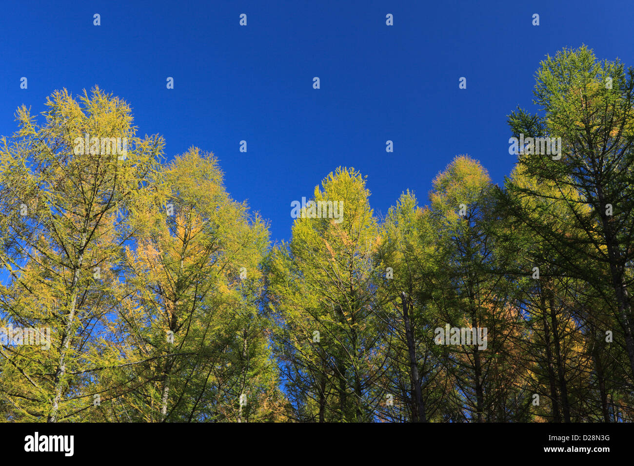 Trees and blue sky Stock Photo - Alamy