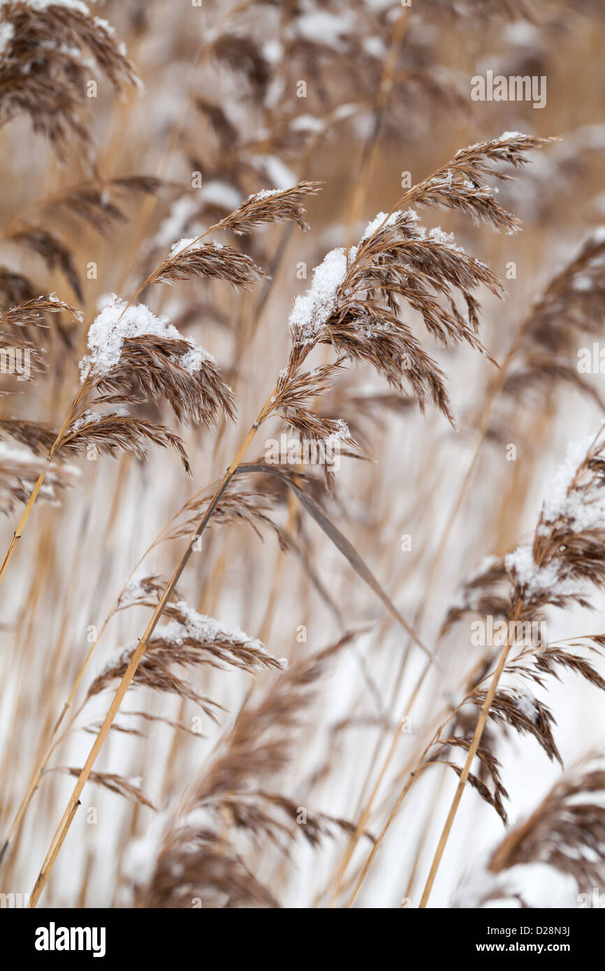 Dry coastal reed cowered with snow, vertical nature background Stock ...