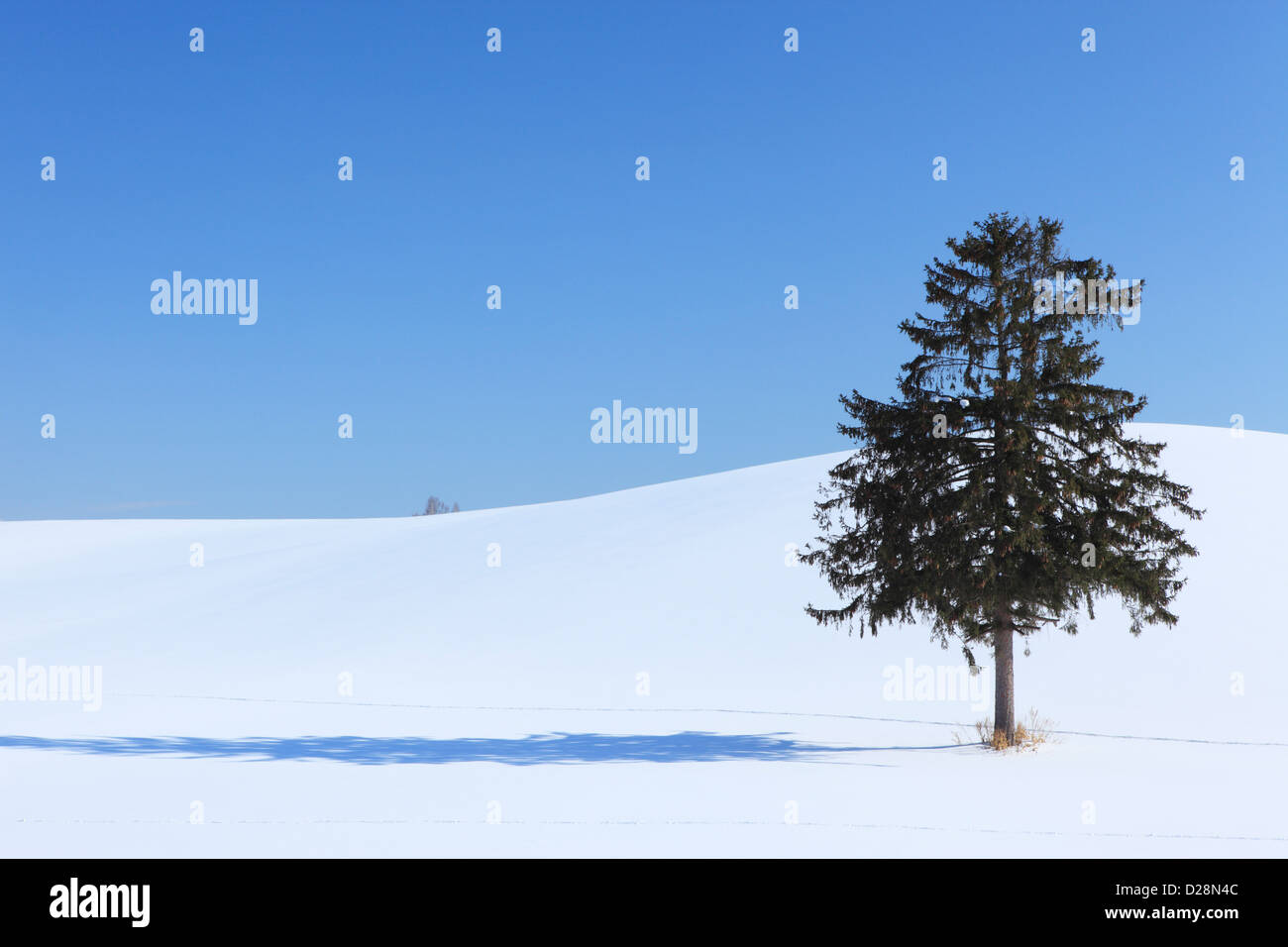 Tree and snow in Furano, Hokkaido Stock Photo - Alamy