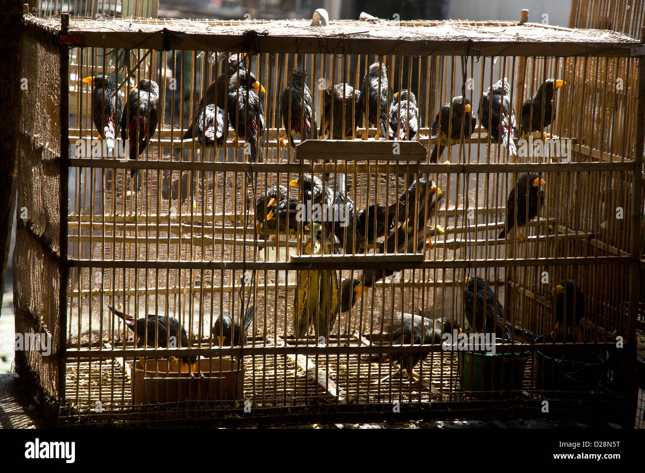 Caged myna bird hi-res stock photography and images - Alamy