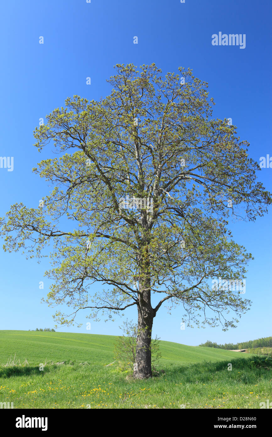 Tree and blue sky Stock Photo - Alamy