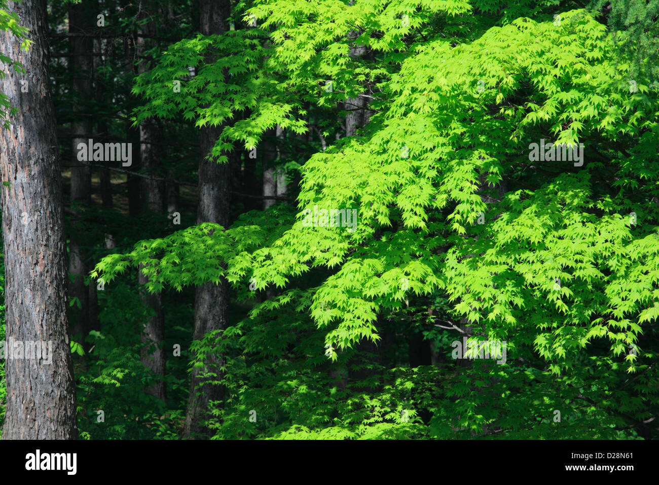 Green maple leaves Stock Photo - Alamy