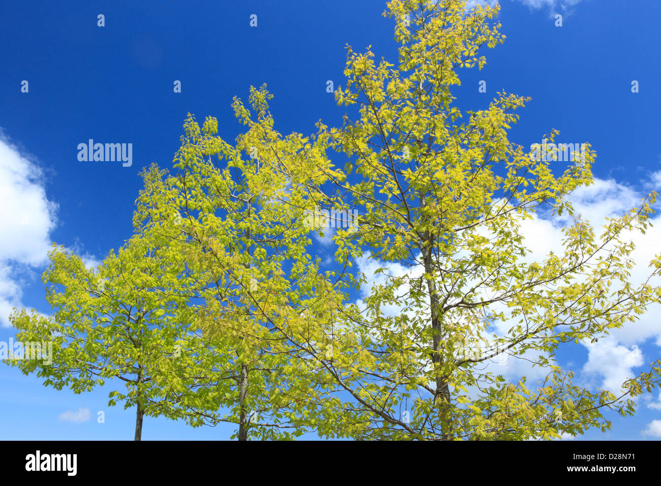 Trees and blue sky with clouds Stock Photo - Alamy