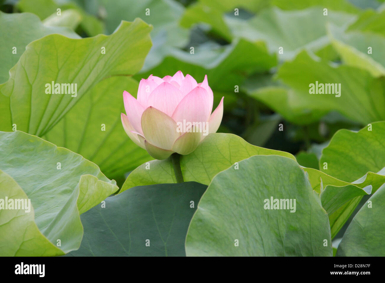 Lotus flower stem hi-res stock photography and images - Alamy