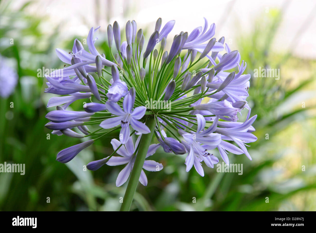 Lily of the nile hi-res stock photography and images - Alamy