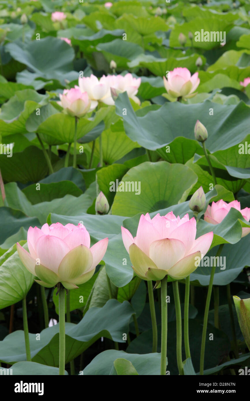 Lotus Flower Side View High Resolution Stock Photography and Images - Alamy