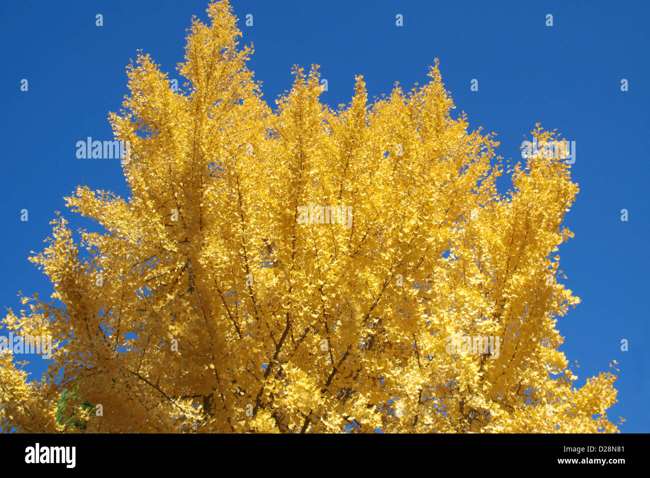 Gold ginkgo hi-res stock photography and images - Alamy