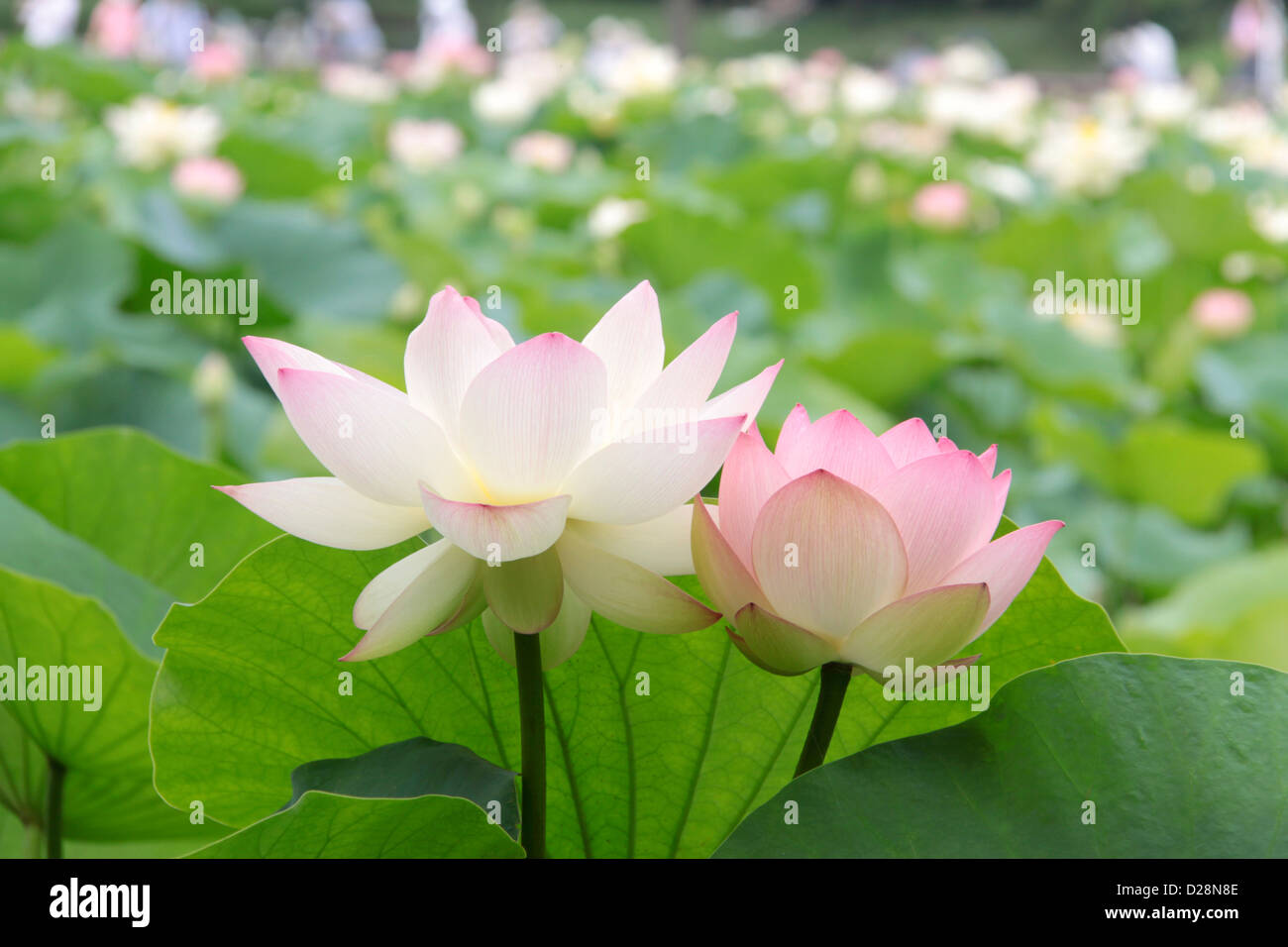 Lotus Flower Side View High Resolution Stock Photography and Images - Alamy