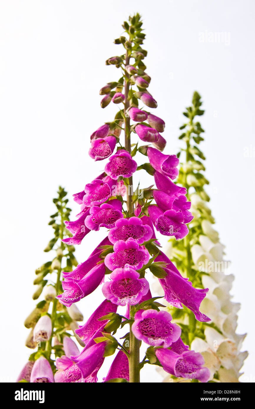 One foxglove hi-res stock photography and images - Alamy