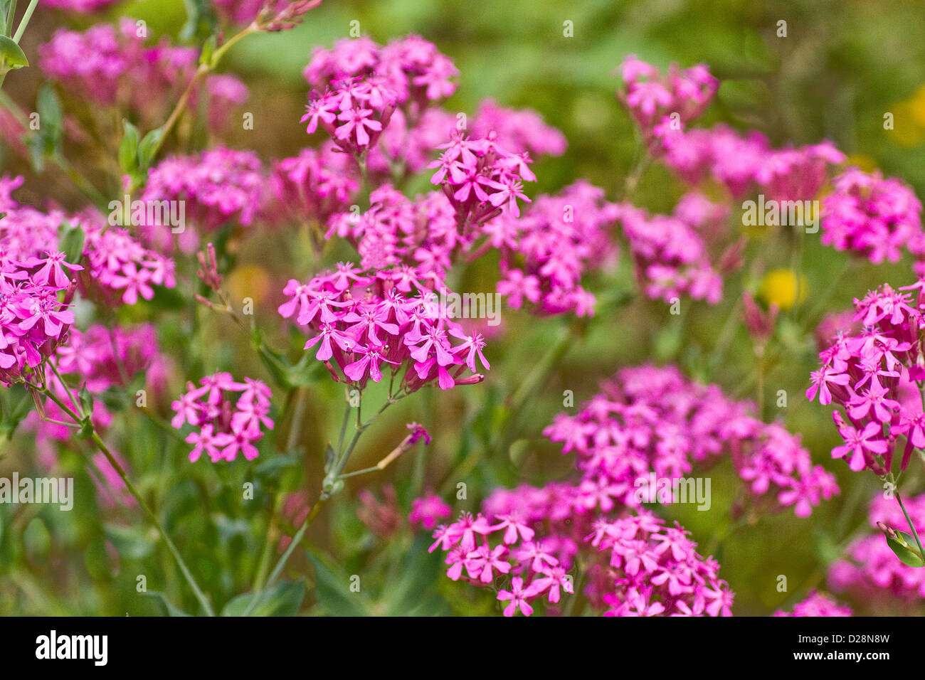Catchfly flowers hi-res stock photography and images - Alamy