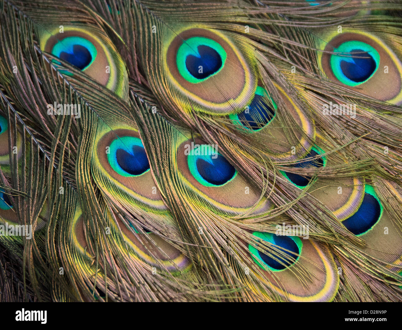 Peacock bird peacock feathers hi-res stock photography and images - Alamy