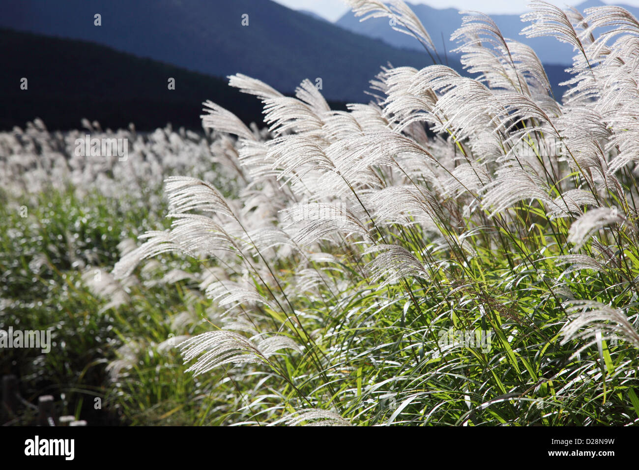 Japanese silver grass Stock Photo - Alamy